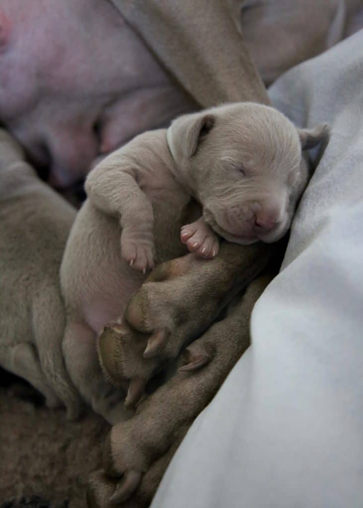 10 Amazing Facts About Puppies PawLeaks 10-amazing-facts-about-puppies-pawleaks