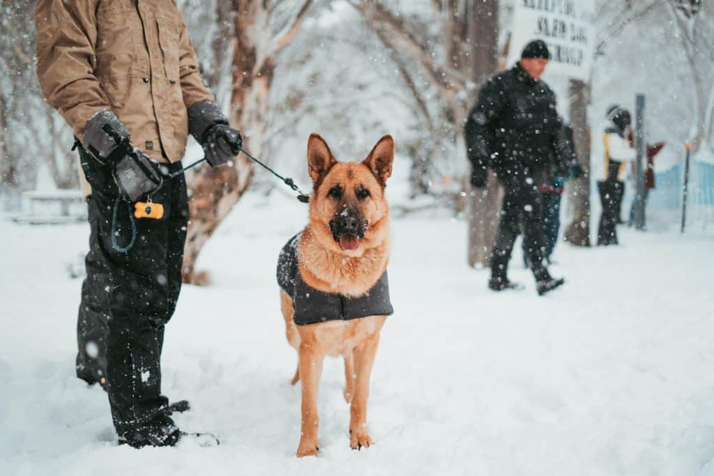 Ultimate German Dog Training Commands List | PawLeaks Ultimate German Dog Training Commands List | PawLeaks