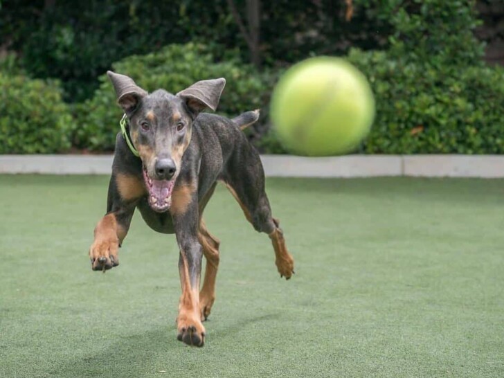 Everything You Need to Know About Dog Jowls | PawLeaks