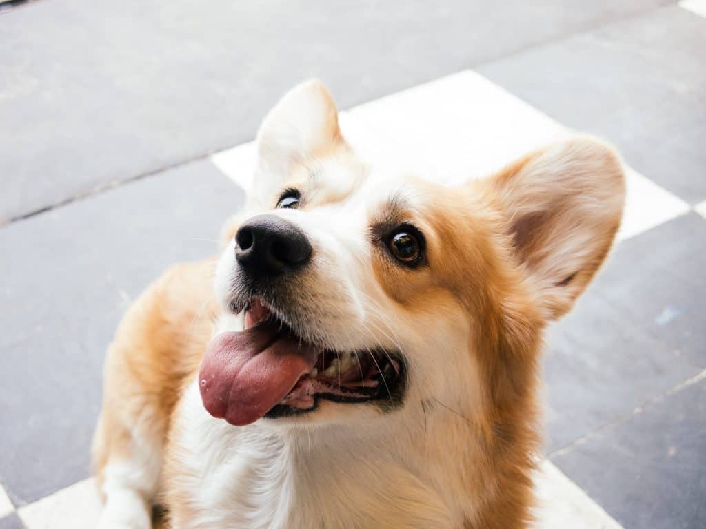 10 Cute Dog Breeds that Are Born Without a Tail | PawLeaks