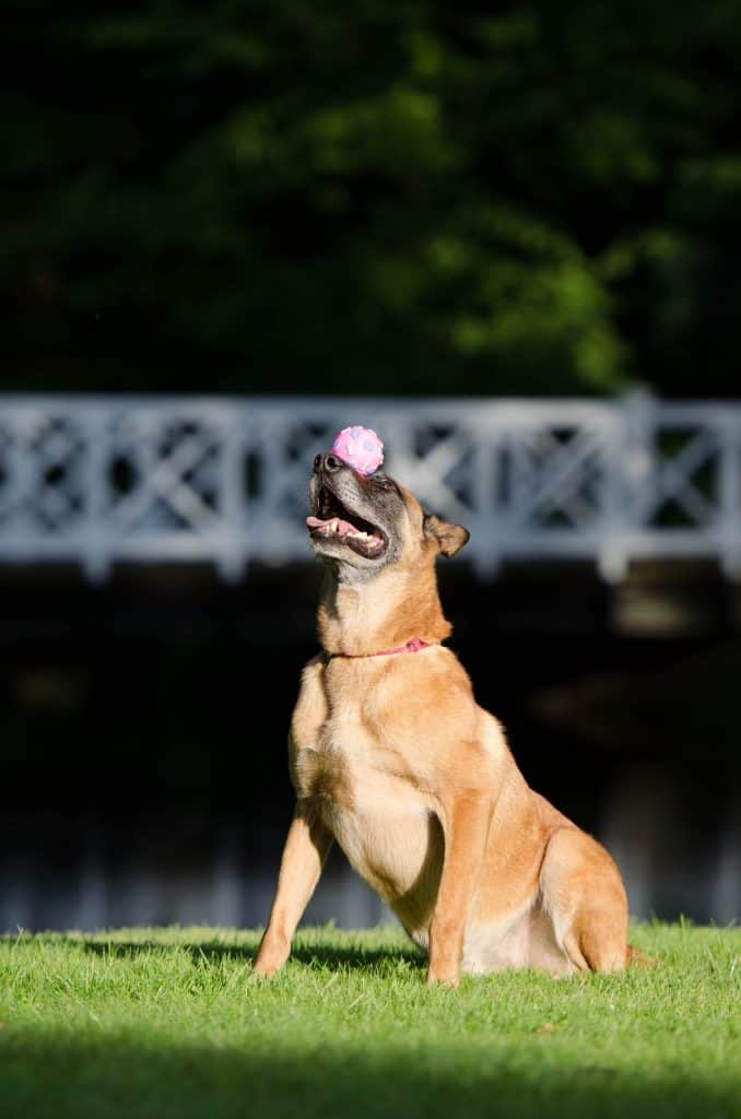 9 Easy Unique Dog Tricks For Beginners PawLeaks 9 Easy Unique Dog Tricks For Beginners PawLeaks
