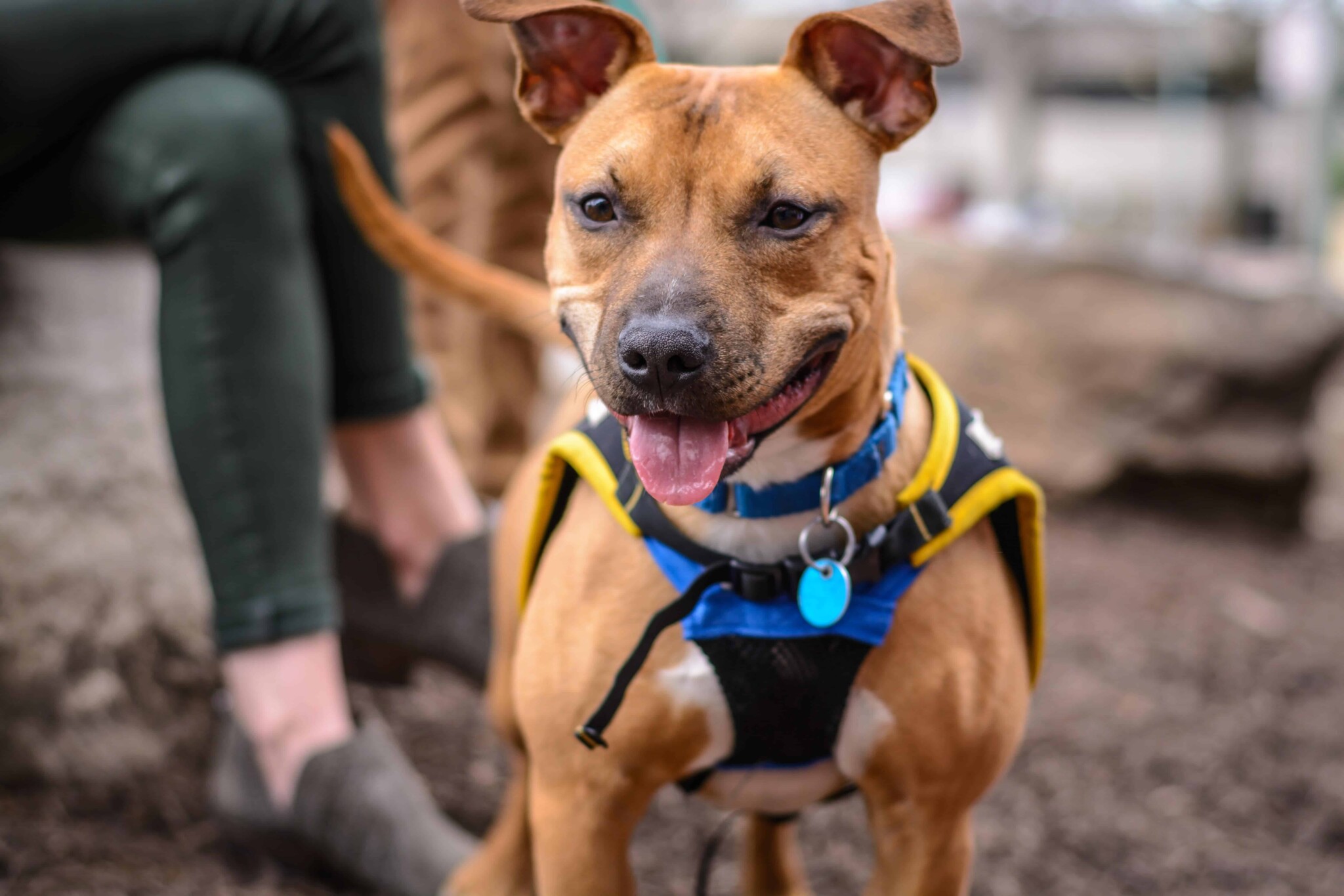 All Types of Specialized Dog Training | PawLeaks