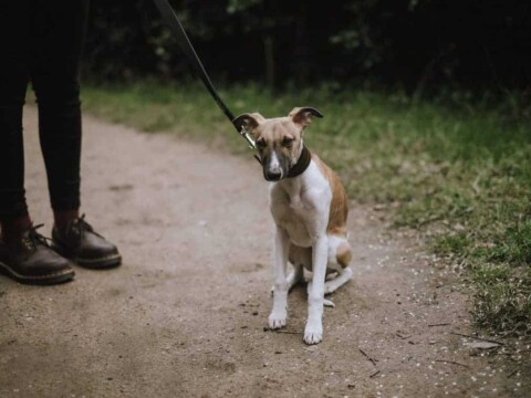 How to Transition Your Dog Out of the Crate | PawLeaks