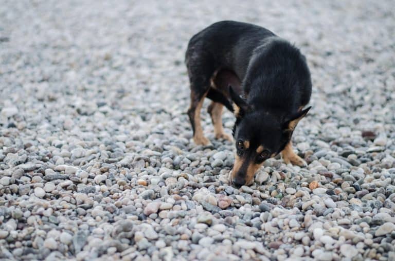How to Stop Your Puppy from Eating Stones Today! | PawLeaks