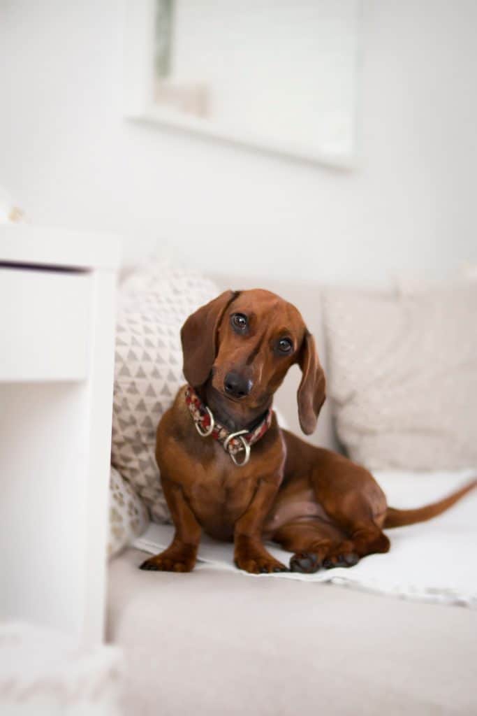 10 Facts You Didn't Know About Doxen (Dachshunds) | PawLeaks