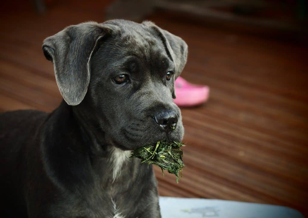 8 Cane Corso Behavior & Developmental Stages | PawLeaks
