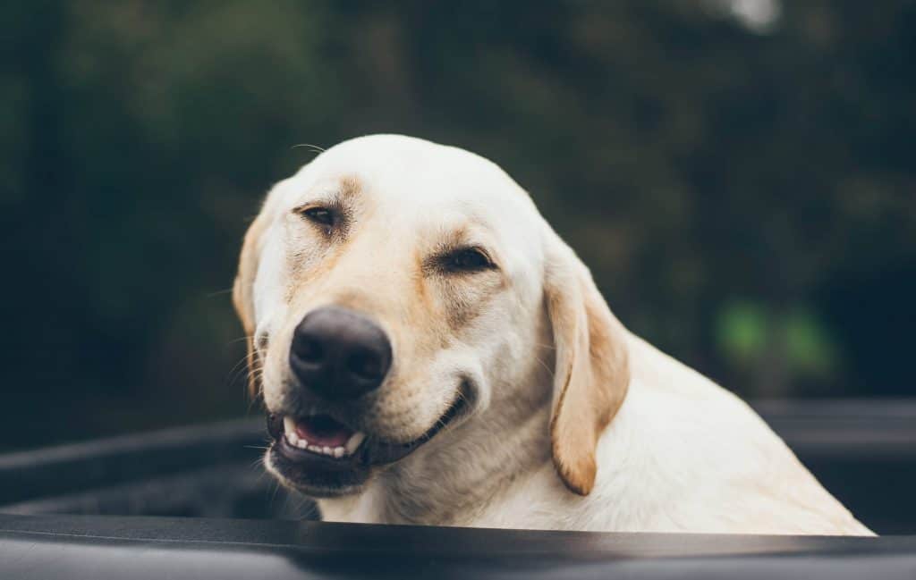 Can Dogs Spitefully Revenge Poop? | PawLeaks