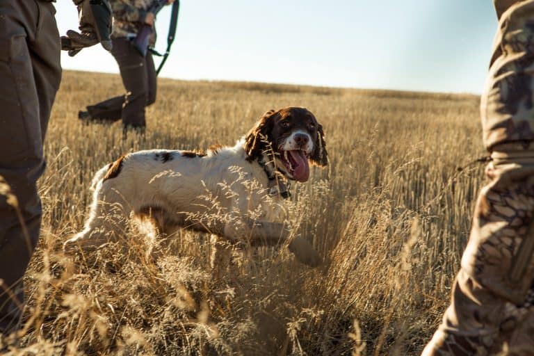 200+ Badass Hunting Dog Names for 2022 & Meanings | PawLeaks