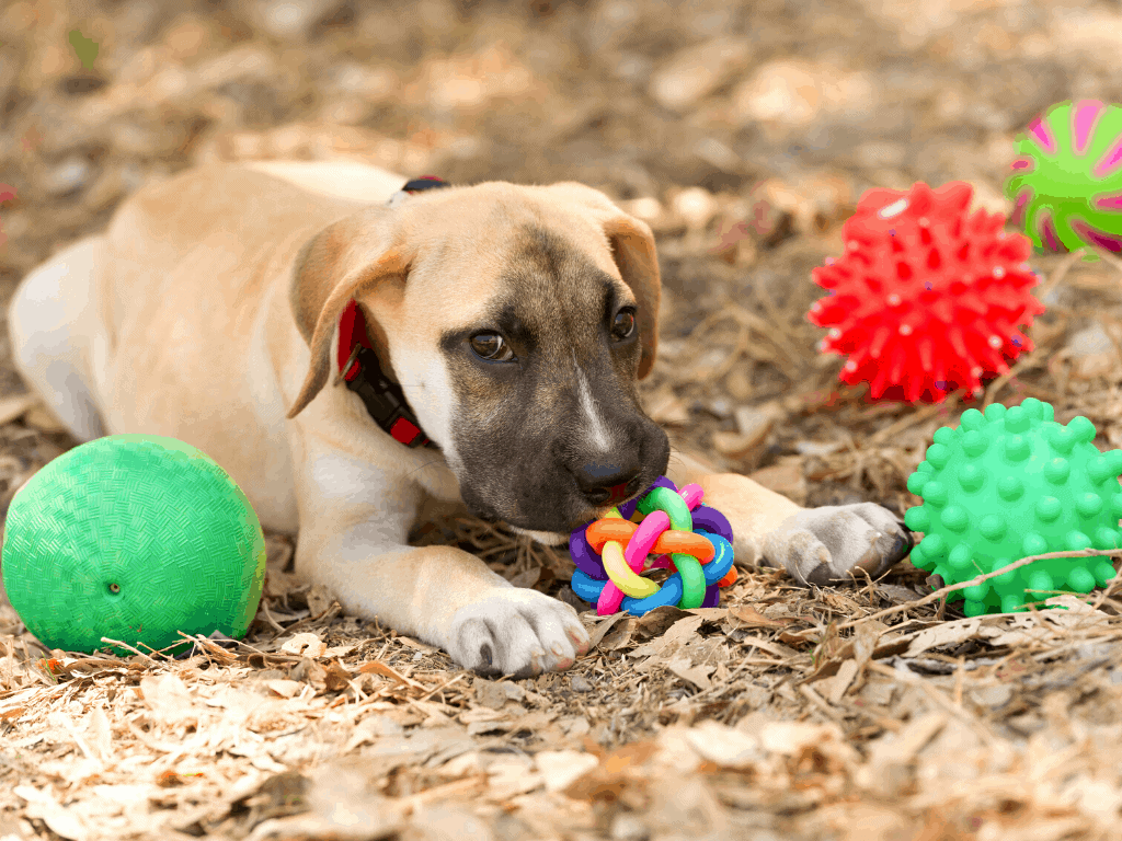 18 Best Indestructible Dog Toys For Aggressive Chewers PawLeaks