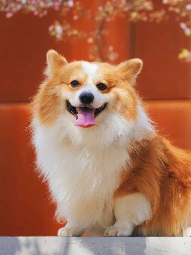 10 Cute Dog Breeds That are Born "Tailless" | PawLeaks