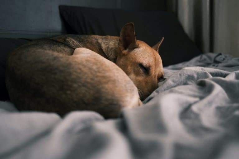 3 Reasons Your Dog Is Twitching in His Sleep | PawLeaks