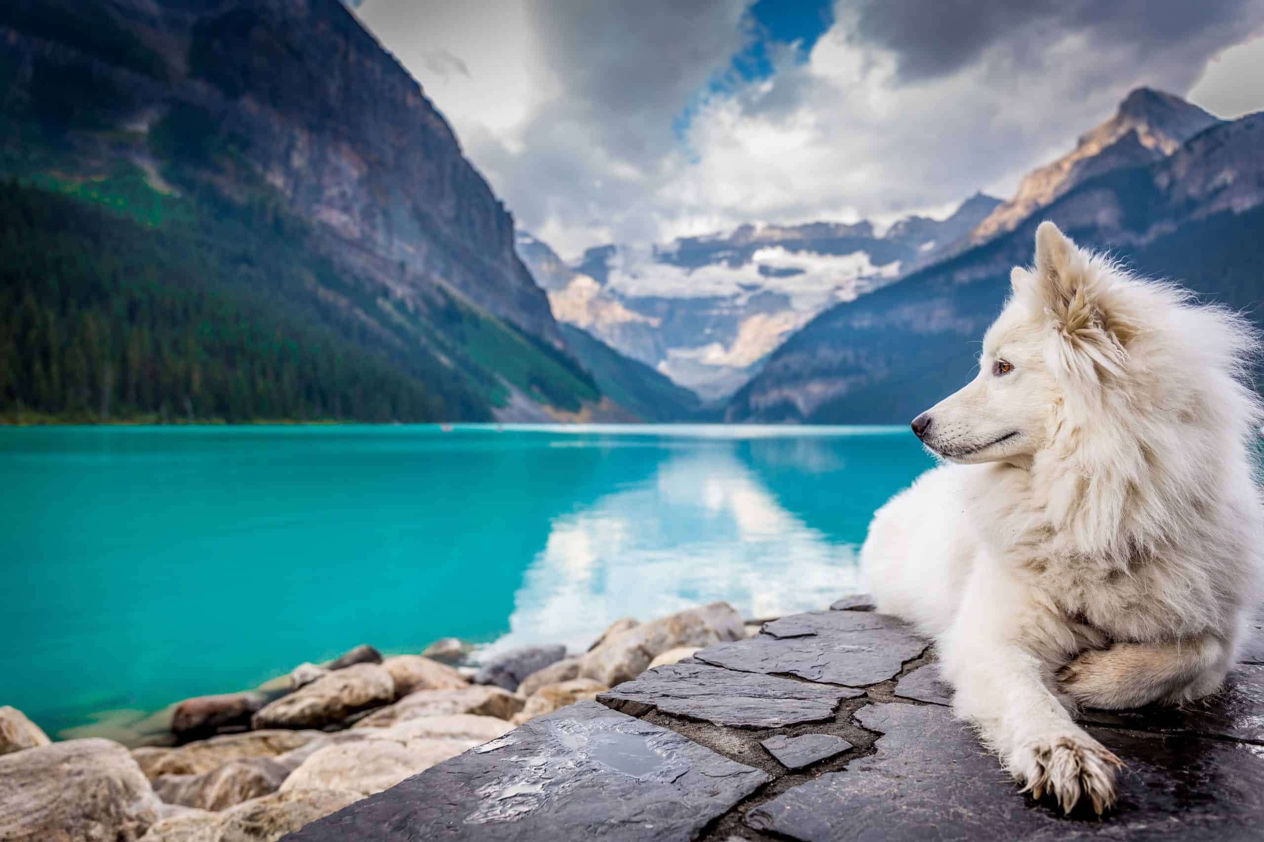 725 Badass Working Dog Names For 2023 PawLeaks 725 Badass Working Dog Names For 2023 PawLeaks