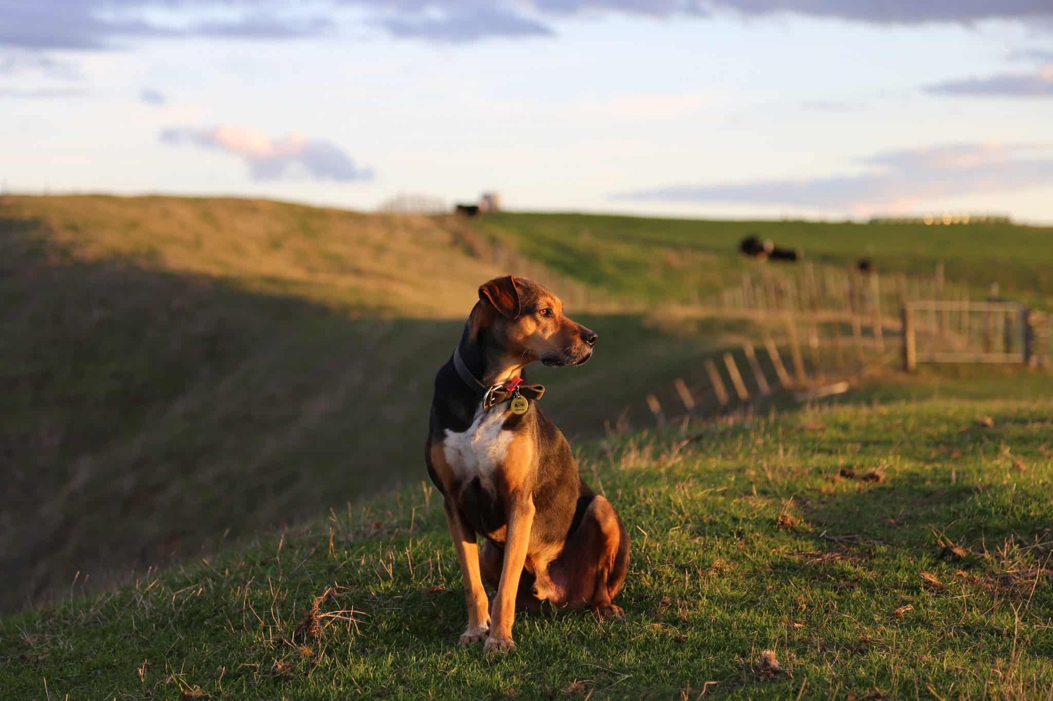 725 Badass Working Dog Names For 2023 PawLeaks 725-badass-working-dog-names-for-2023-pawleaks