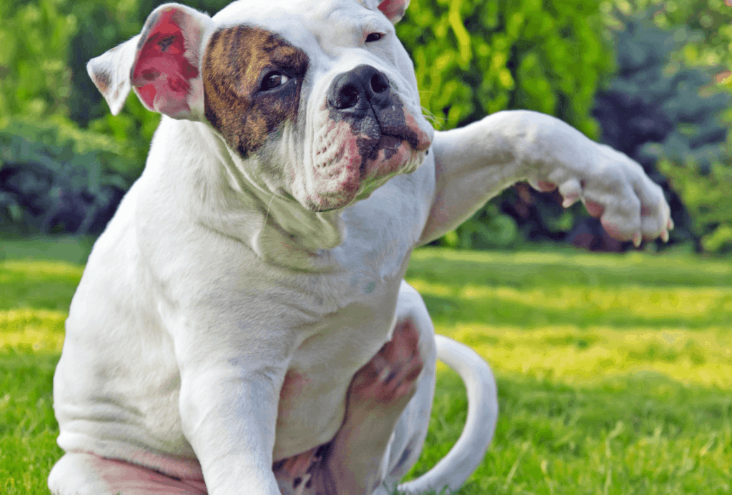 Help! My Dog Has Dry Flaky Skin and Scabs | PawLeaks