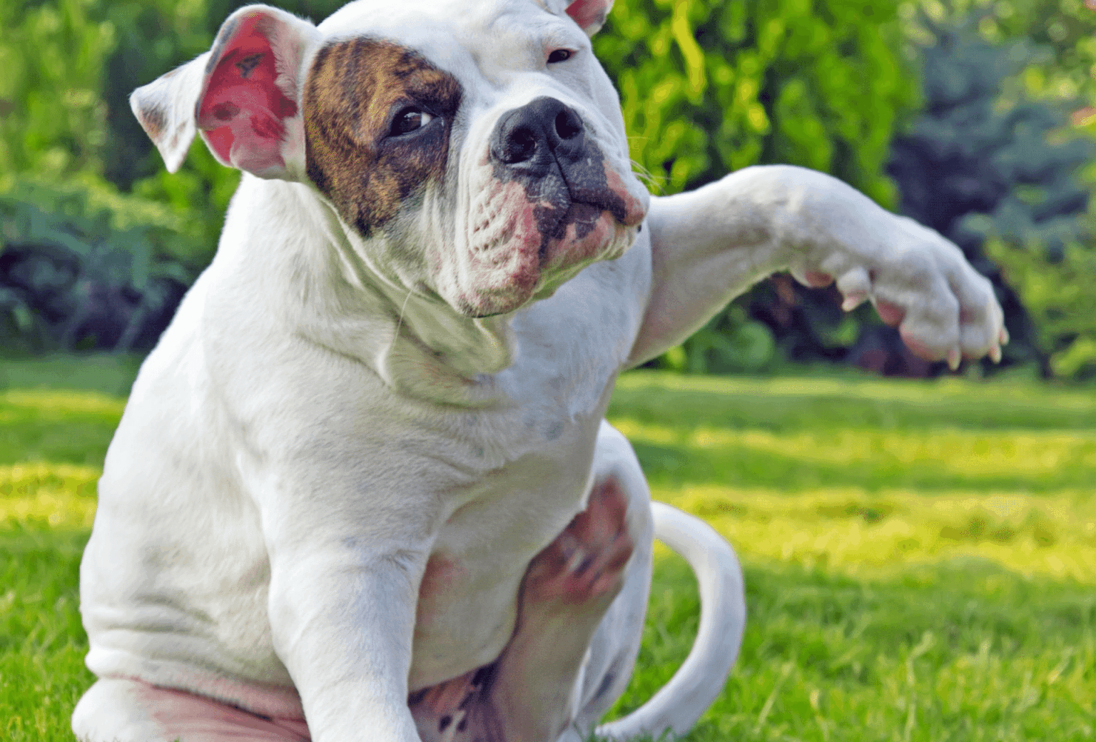 Help! My Dog Has Dry Flaky Skin and Scabs | PawLeaks