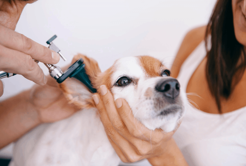 6 Natural Dog Ear Infection Home Remedies | PawLeaks