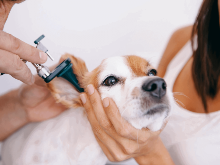 Help! My Dog Has Dry Flaky Skin and Scabs | PawLeaks