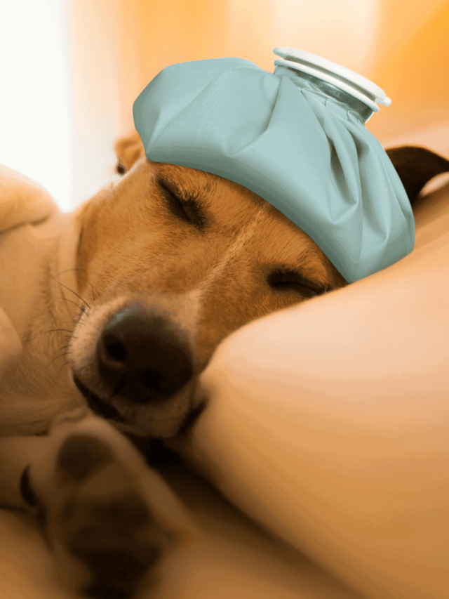 8 Alarming Signs Your Dog May Be Sick | PawLeaks