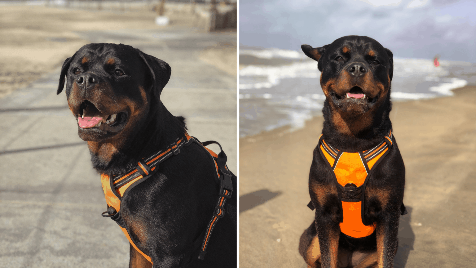 7 Different Types of Dog Harnesses For Your Pup | PawLeaks