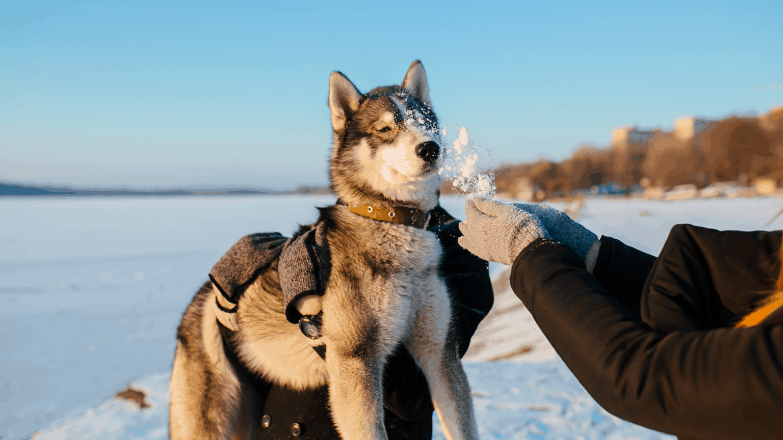 How To Carry Dogs + 4 Don'ts When Picking Up Dogs | PawLeaks