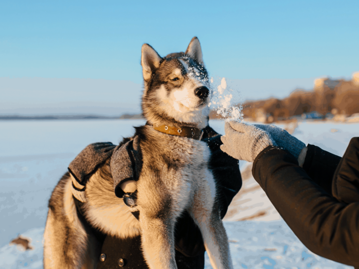 7 Different Types of Dog Harnesses For Your Pup | PawLeaks