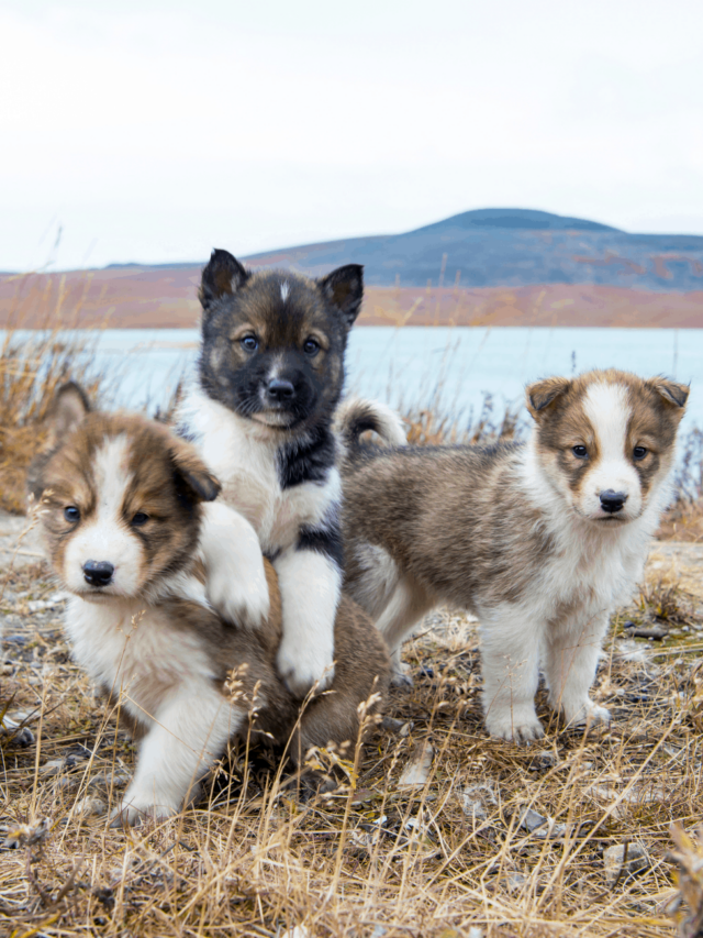 What Happens When You Buy Littermates | PawLeaks