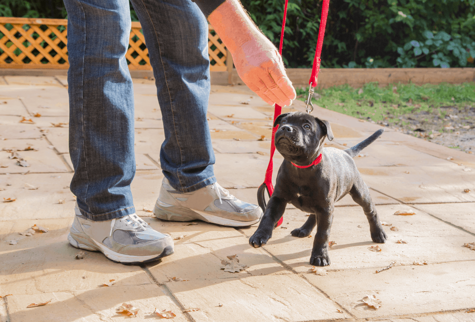 How I Successfully Trained My Puppy At Home PawLeaks How I Successfully Trained My Puppy At Home PawLeaks