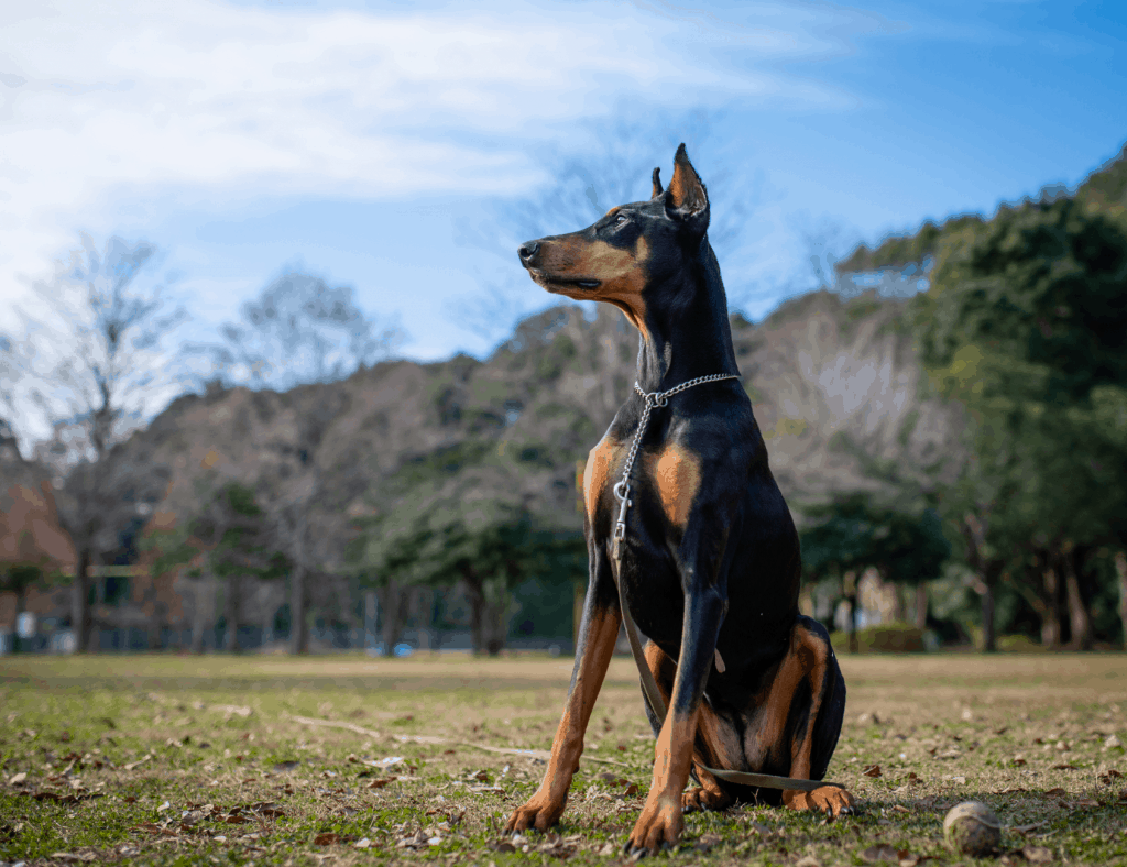 Doberman Colors - From Blue To Red Dobermans | PawLeaks