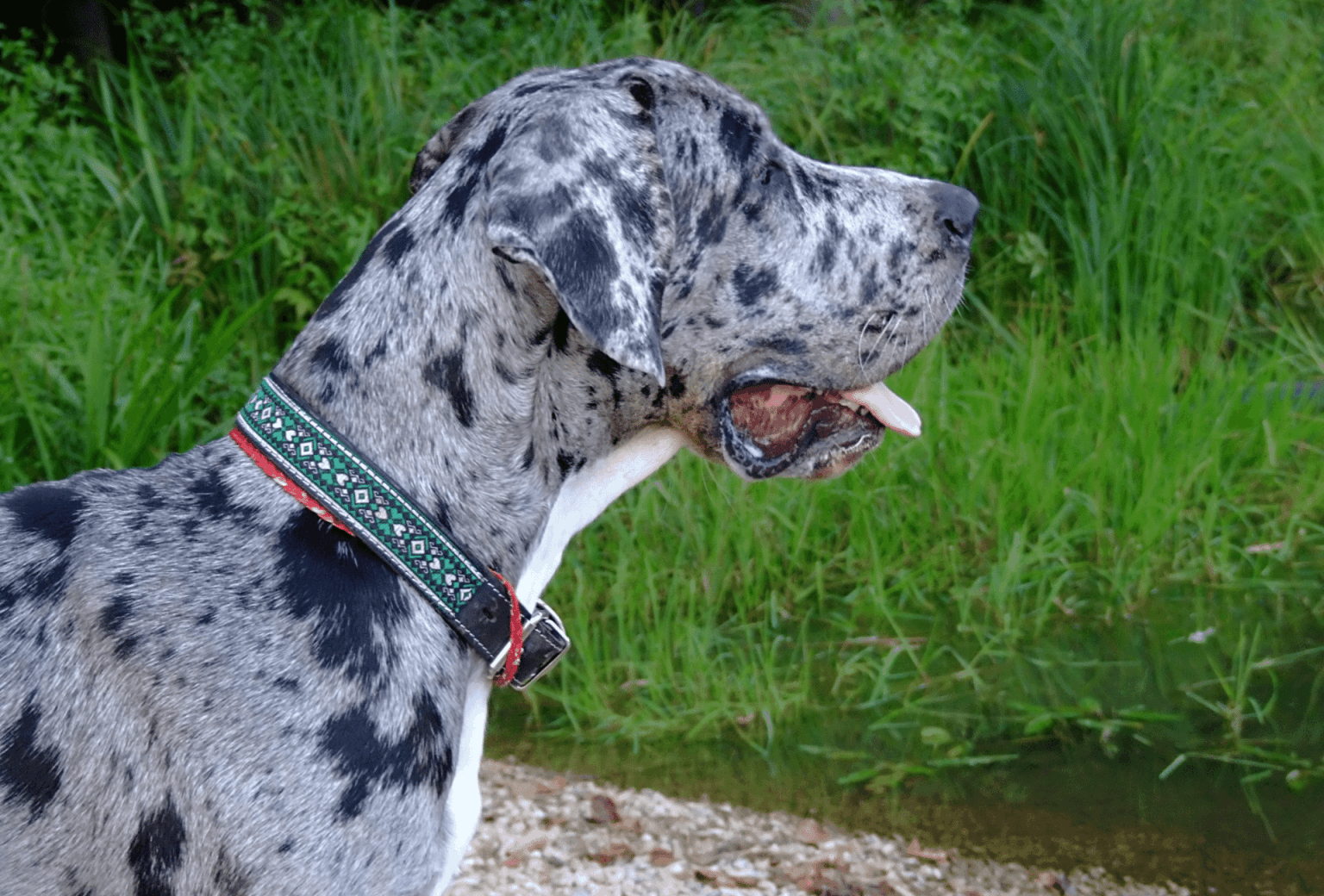 Great Dane Colors - Everything You Need To Know | PawLeaks