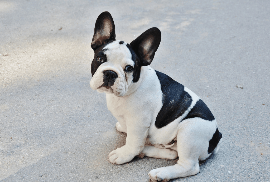 French Bulldog Colors – All Frenchie Colors Explained | PawLeaks