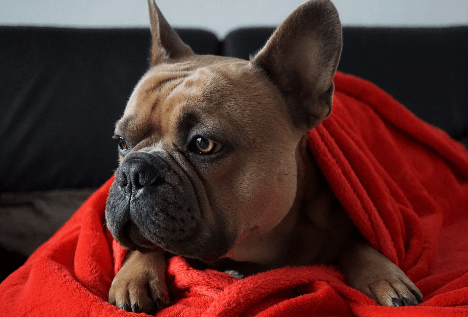 French Bulldog Colors – All Frenchie Colors Explained | PawLeaks