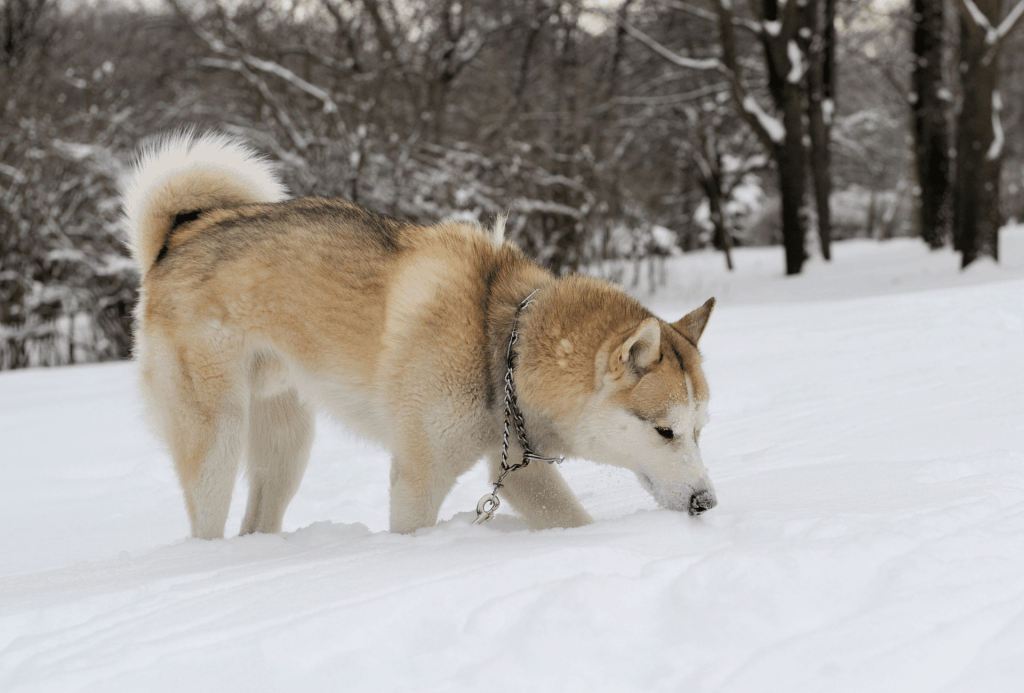 All Husky Colors Explained - from Red to Agouti | PawLeaks