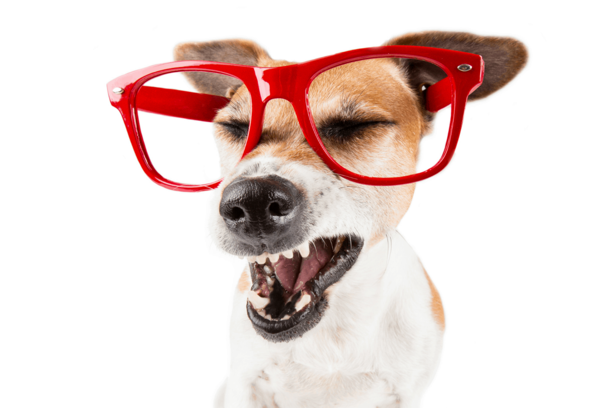 Dog Sneezing Attack: 9 Causes & What To Do | PawLeaks