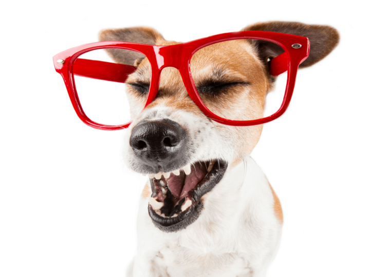 7 Reasons Why Dogs Whimper in Their Sleep | PawLeaks