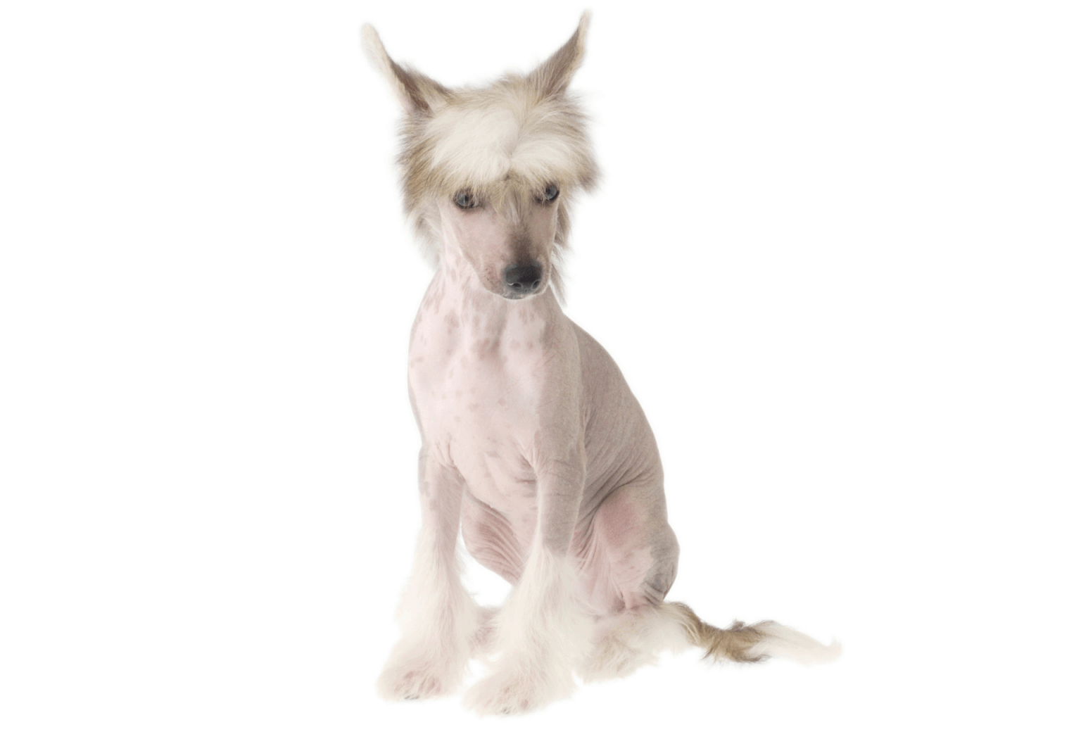 Chinese Crested Powderpuff - A Full Breed Guide | PawLeaks
