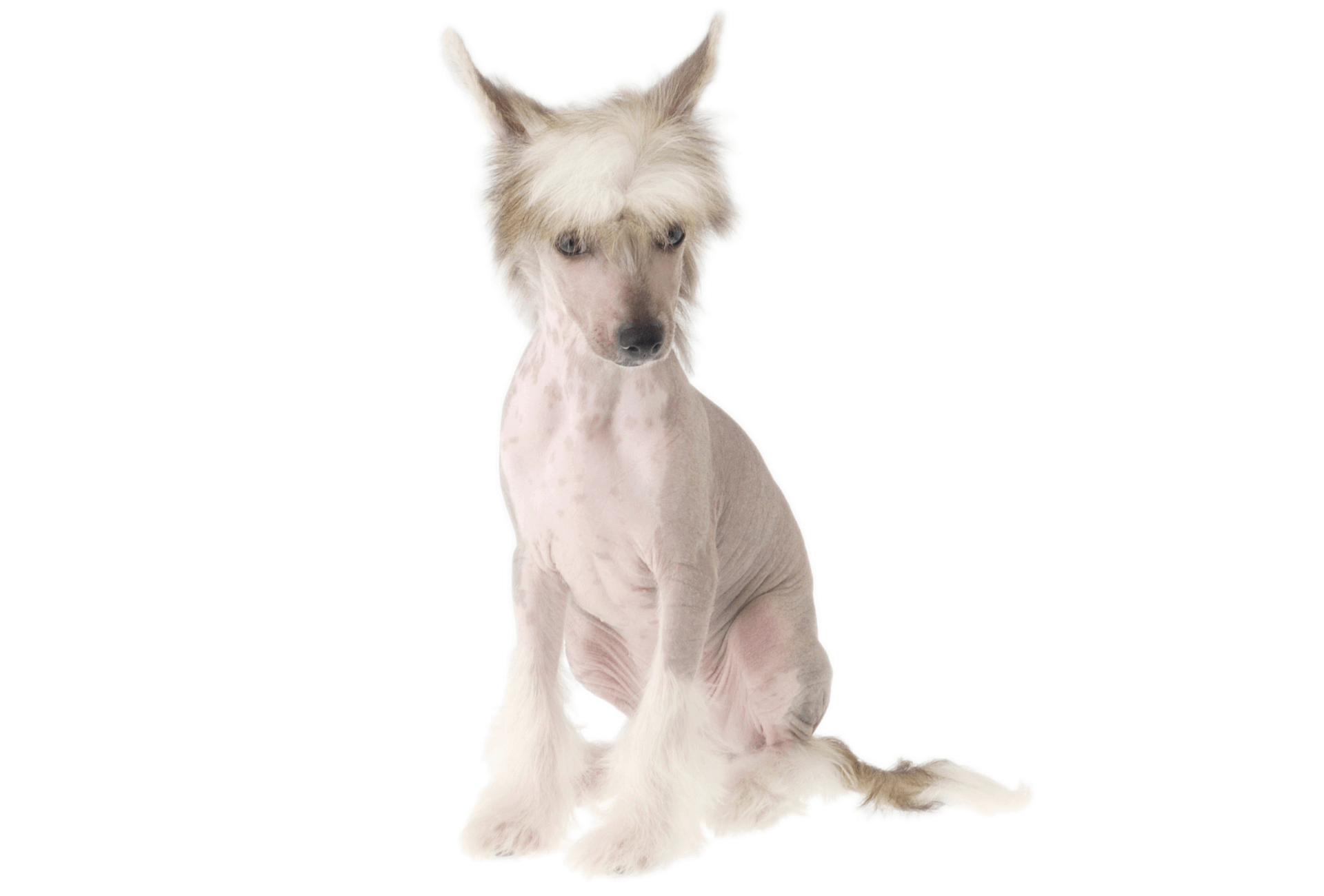 Chinese Crested Powderpuff - A Full Breed Guide | PawLeaks