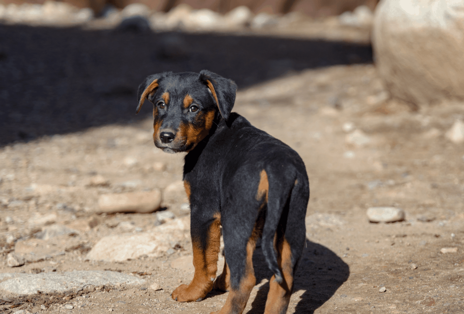 Rottweiler German Shepherd Mix - Full Breed Guide | PawLeaks