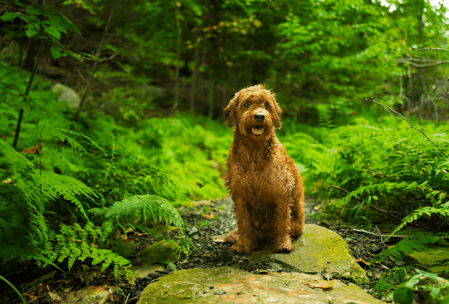 Goldendoodle: Is The Golden Retriever Poodle Mix Right for You? | PawLeaks
