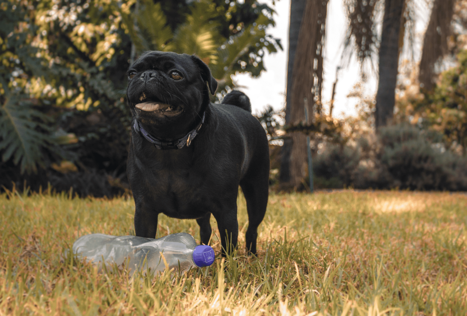 All 60 Pug Rescues in the USA [2024 List] | PawLeaks