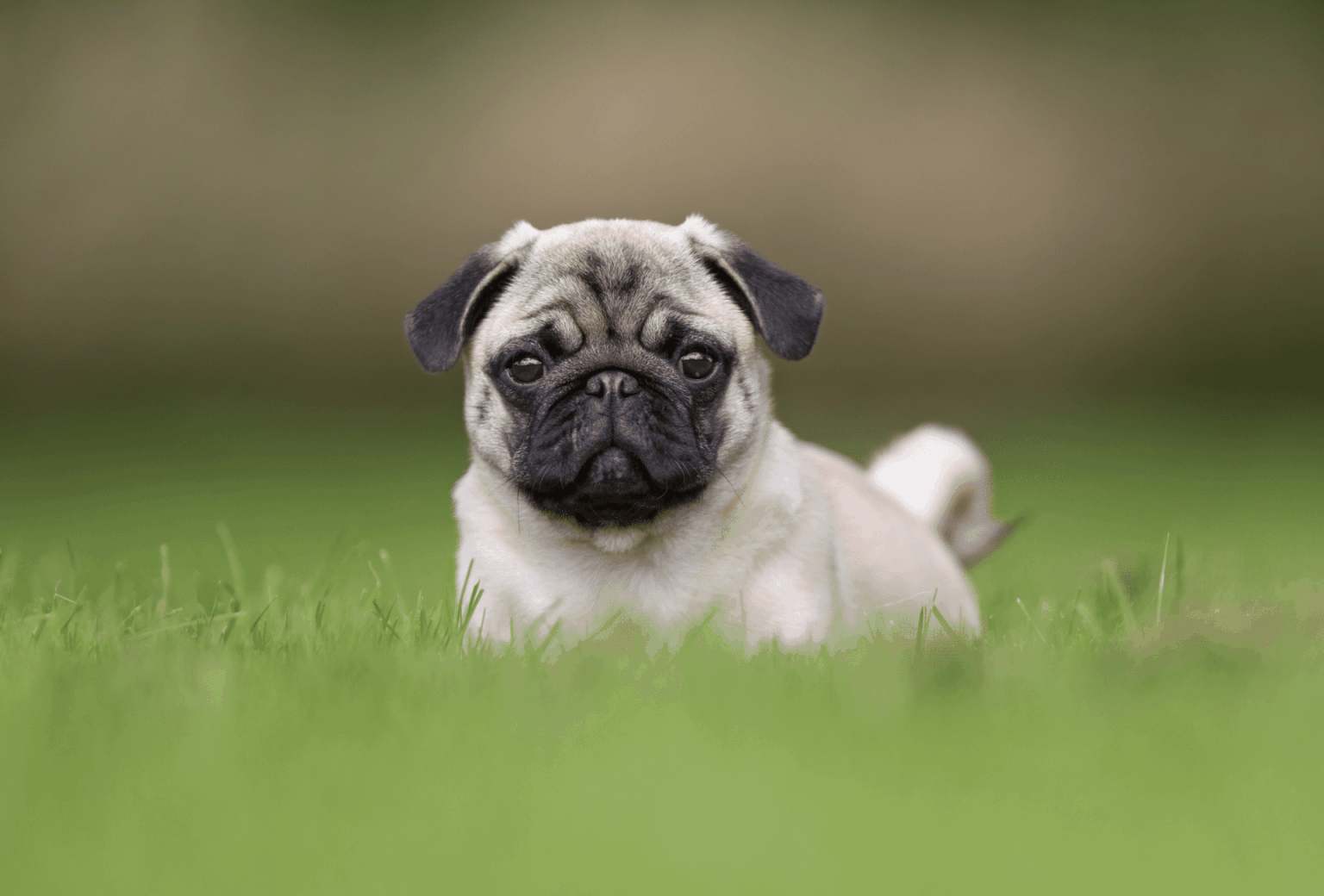 All 60 Pug Rescues in the USA [2024 List] | PawLeaks