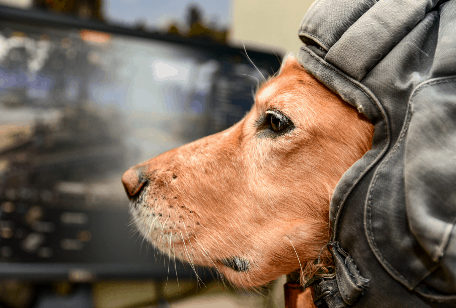 800+ Movie Dog Names for Iconic Pups | PawLeaks