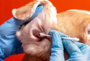 Dog Ear Wax Color Chart: 6 Colors, Causes, Solutions | PawLeaks