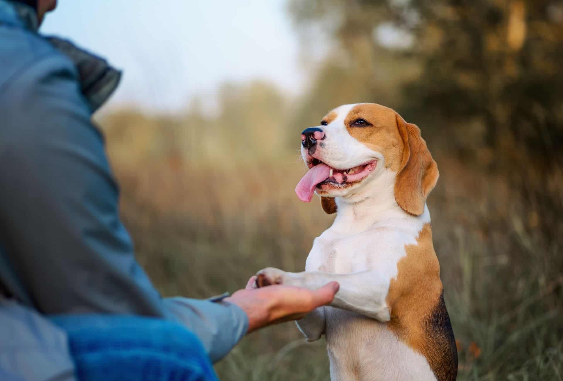 7 Weird Dog Sitting Positions Meaning PawLeaks