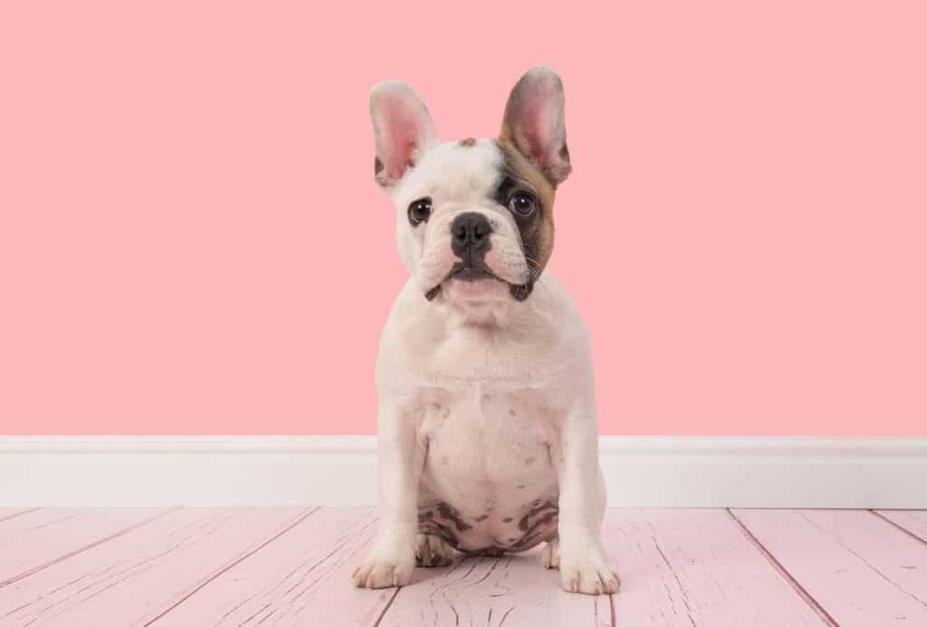 How Much Does A Puppy Cost? FULL Fair Price Guide | PawLeaks
