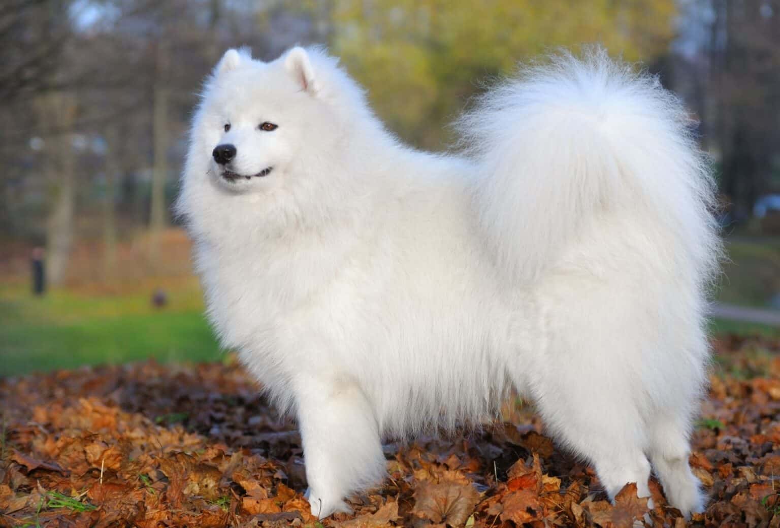 The BEST Fluffy Dog Breeds – Small and Big Furry Dogs | PawLeaks