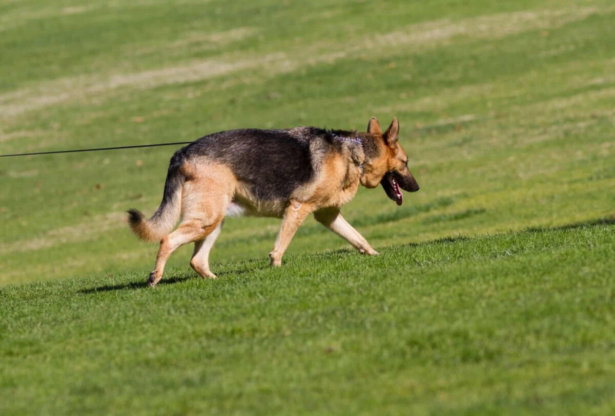 Help! Dog Walks in Circles and is Disoriented - 9 Reasons | PawLeaks
