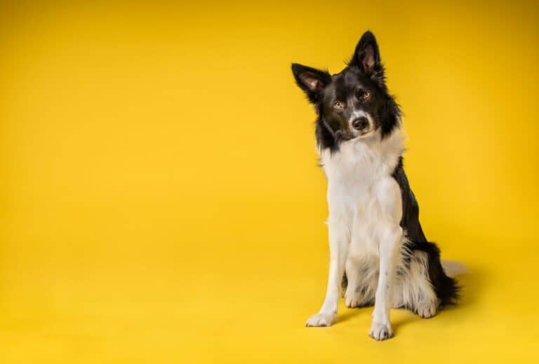 Border Collie Colors - The Real Ones As Per AKC | PawLeaks