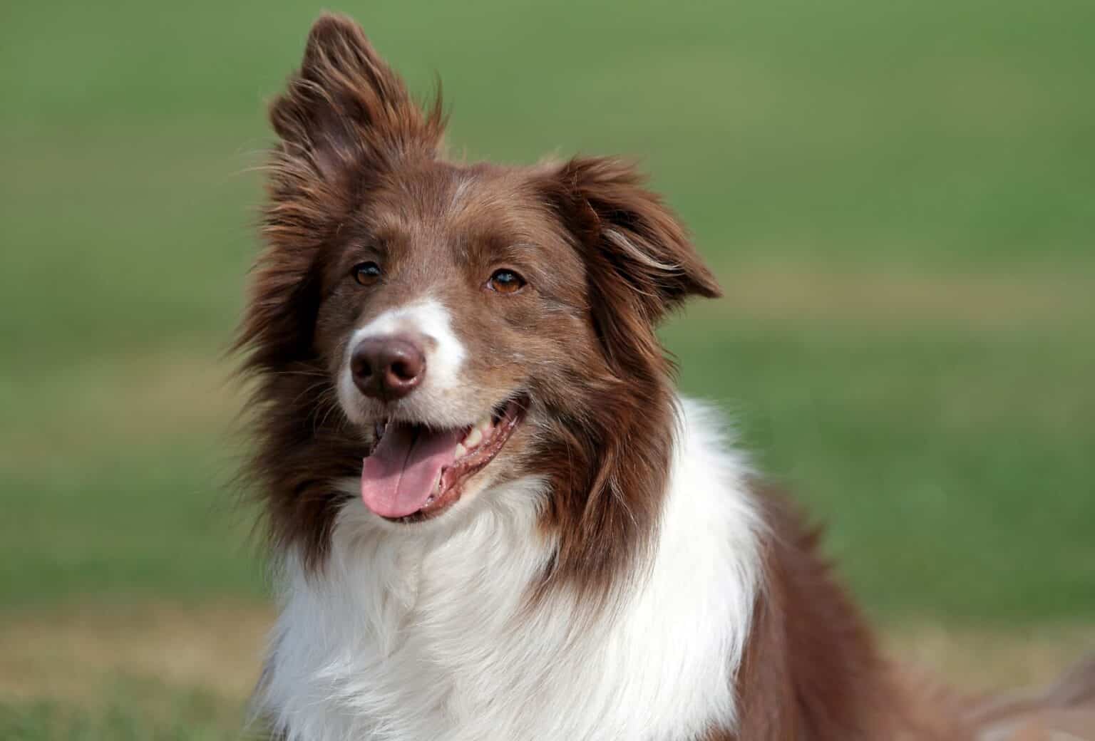 Border Collie Colors - The Real Ones As Per AKC | PawLeaks