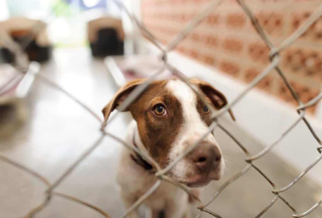 Phases of a Rescue Dog – 3 Stages You Need To Know | PawLeaks