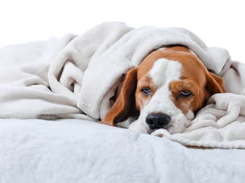 Dog Temperature Chart: Simple Fever Guide | PawLeaks